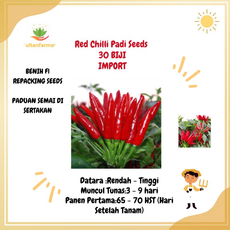 Jual 30 Benih Biji Cabe Rawit Merah Padi / Red Chilli Padi Seeds Import ...