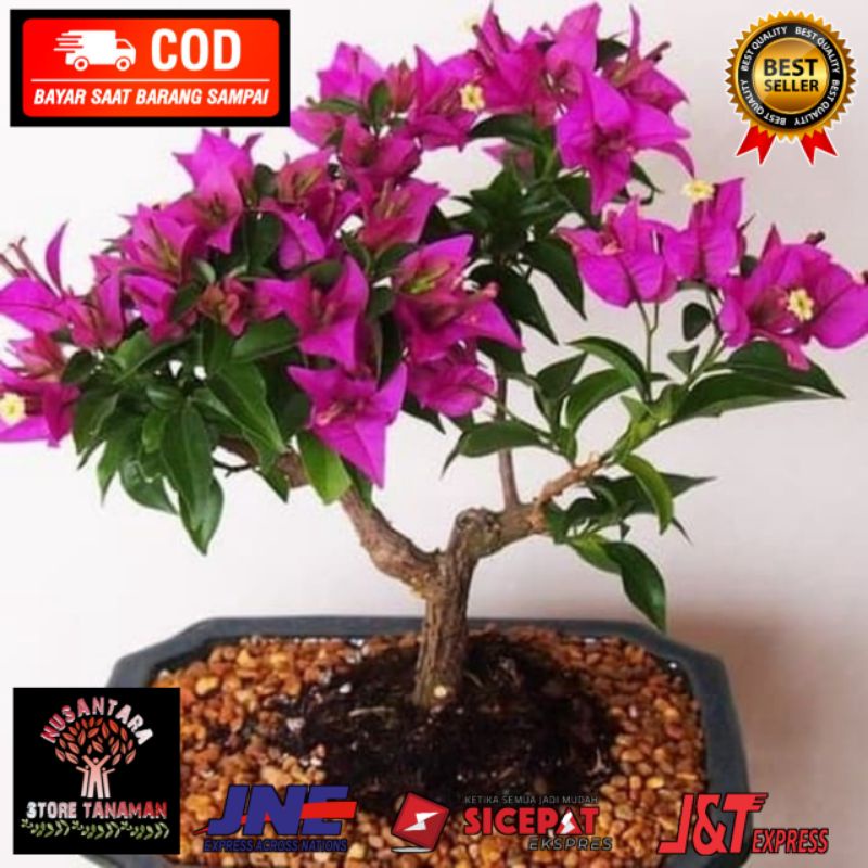 Jual Tanaman Bunga Bugenvil Ungu - Bibit Tanaman Bunga Kertas Ungu ...