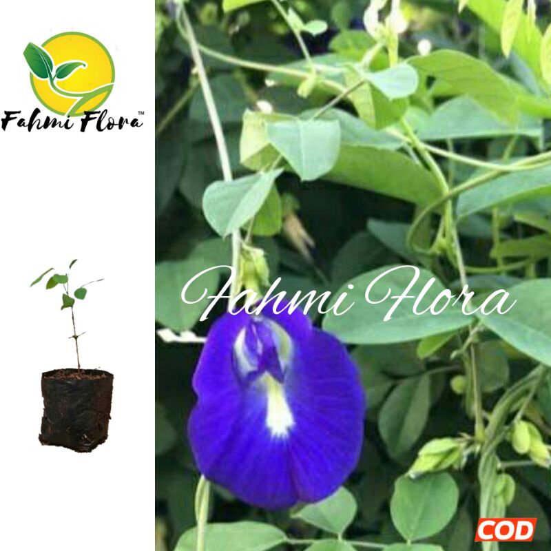 Jual Tanaman BUNGA TELANG (Clitoria ternatea) | Shopee Indonesia
