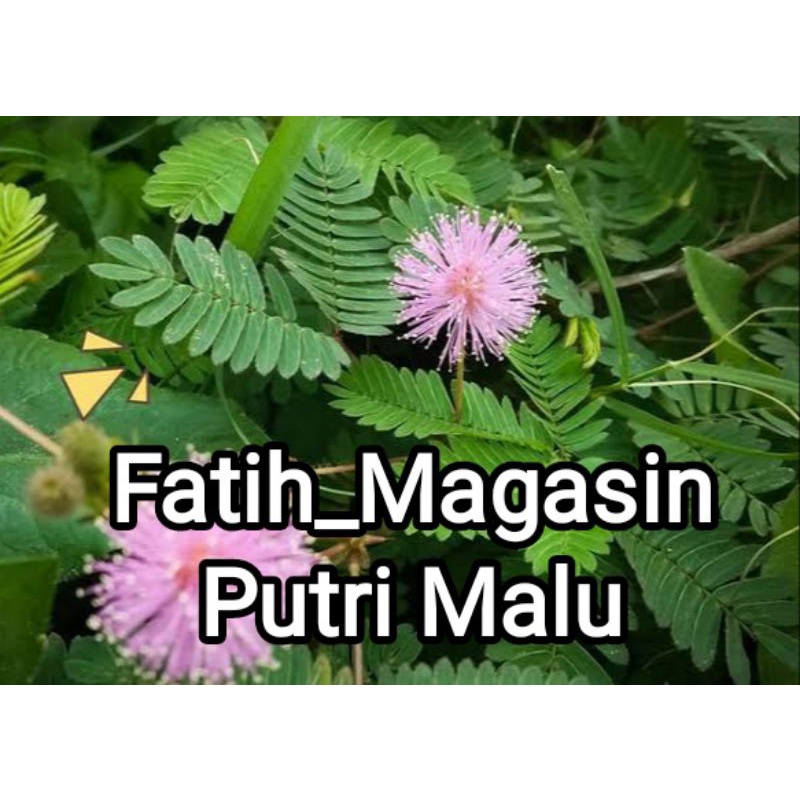 Jual Tanaman putri malu/ Bibit putri malu | Shopee Indonesia