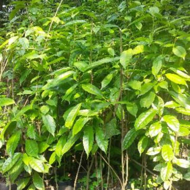 Jual Bibit Pohon Rasamala | Shopee Indonesia