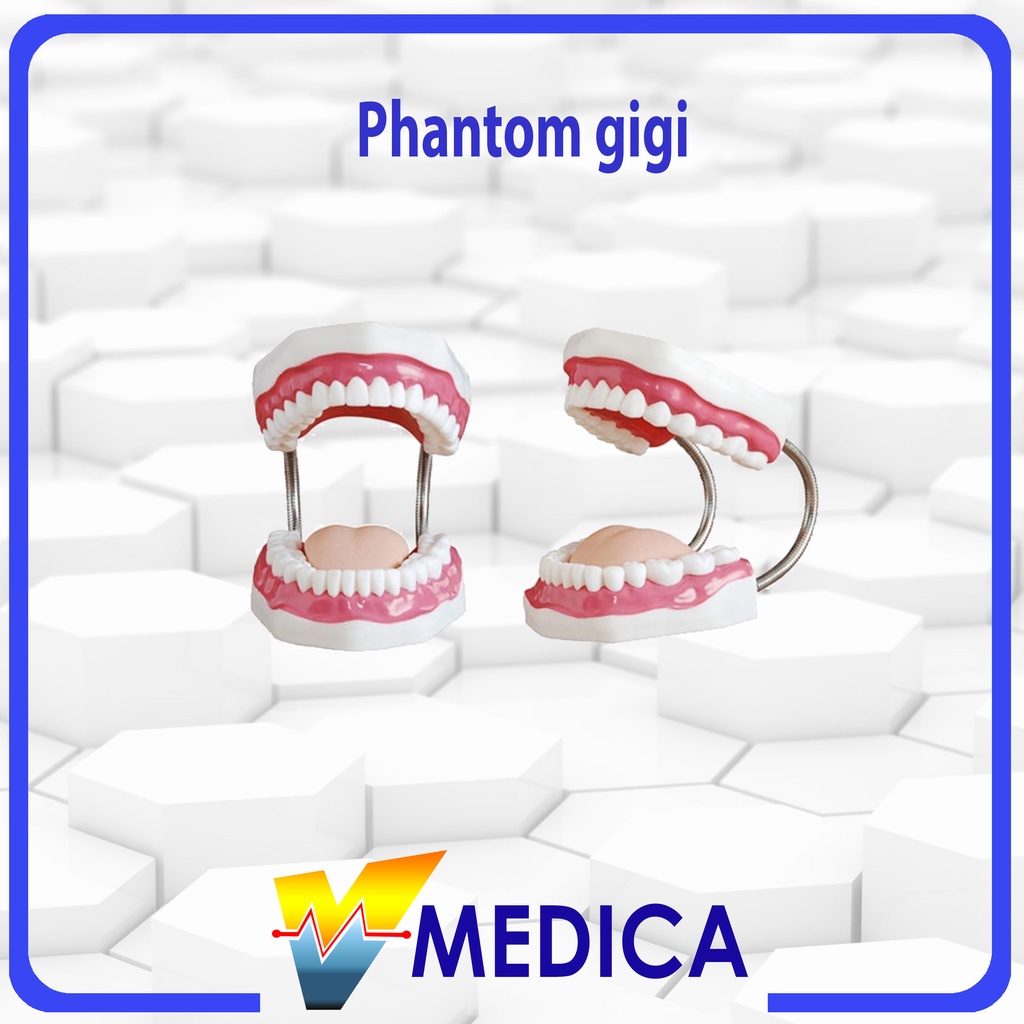 Jual Phantom Gigi Anak / Phantom Gigi Dewasa / Manekin Gigi Alat Peraga ...
