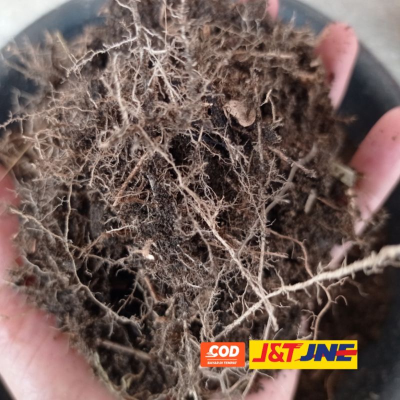 Jual Media Tanam Humus Bambu / Tanah Akar Bambu Murni Siap Pakai 500g ...