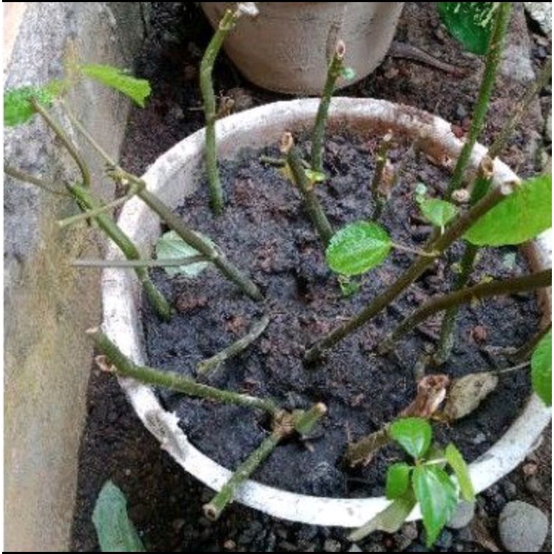 Jual stek pohpohan asal stek siap tanam 10pcs | Shopee Indonesia