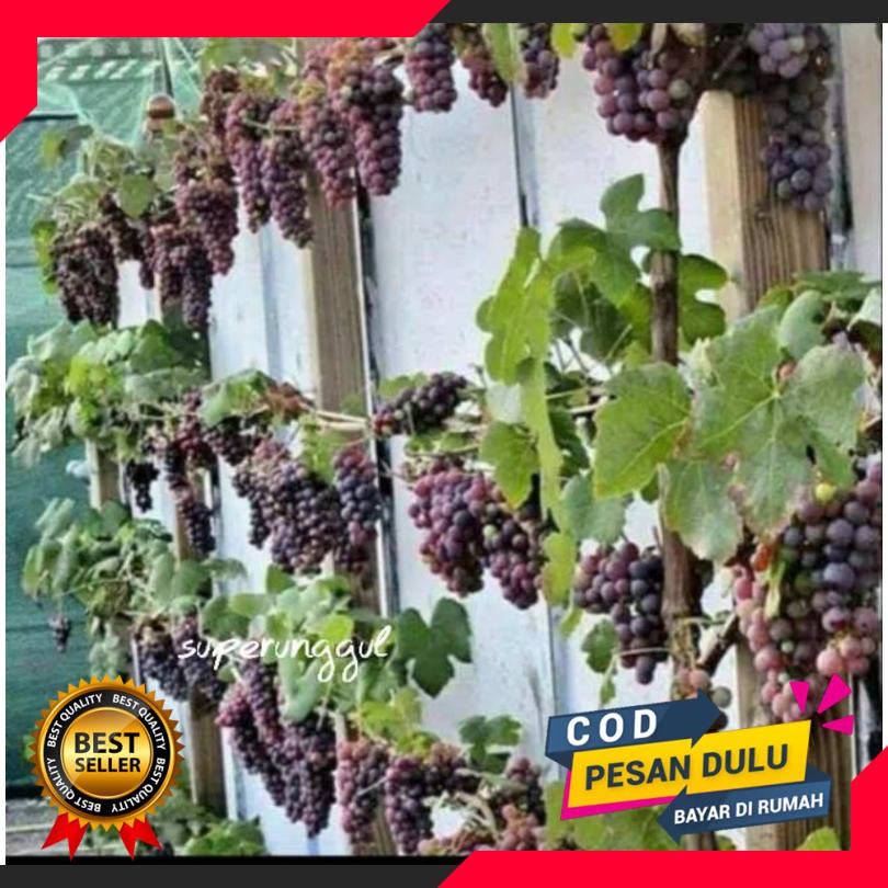 Jual Bibit Anggur Caroline Super Cepat Berbuah | Shopee Indonesia