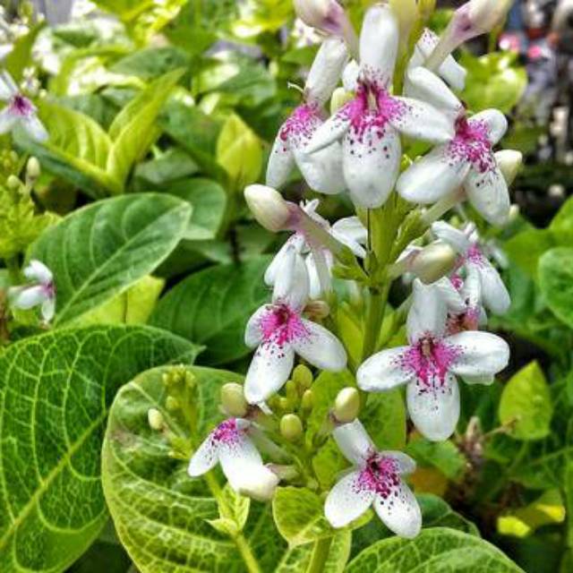 Jual bibit Tanaman hias pohon outdoor bunga melati jepang gambir ...