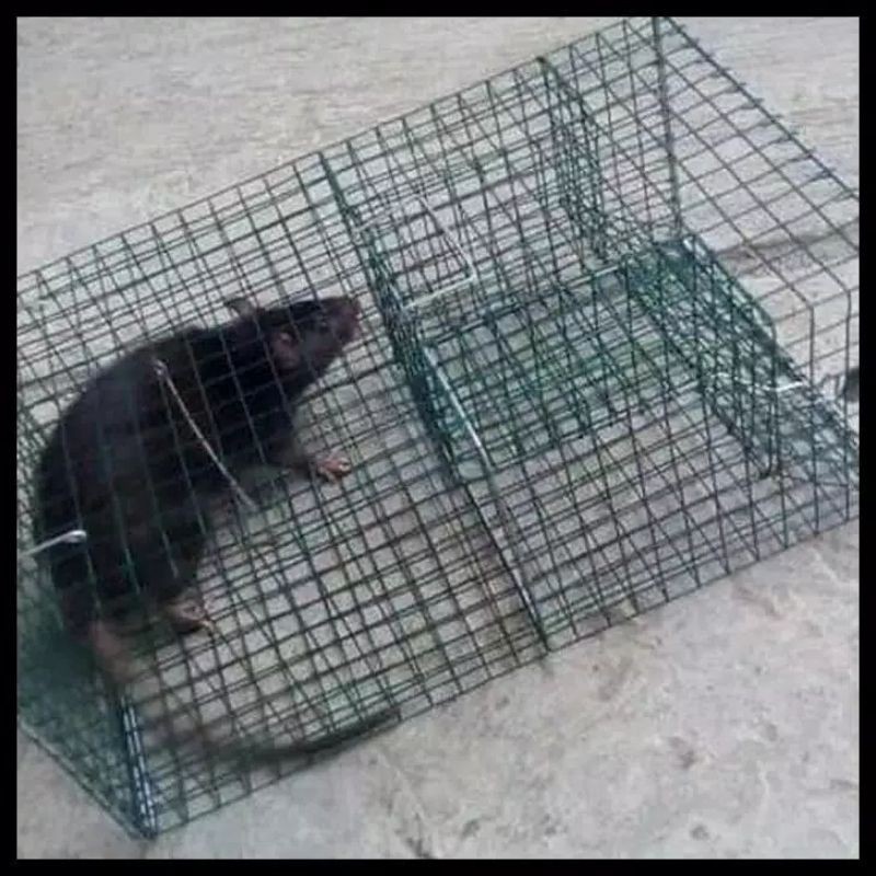 Jual Kandang tikus besar | Perangkap Tikus Massal | KANDANG TIKUS JUMBO ...