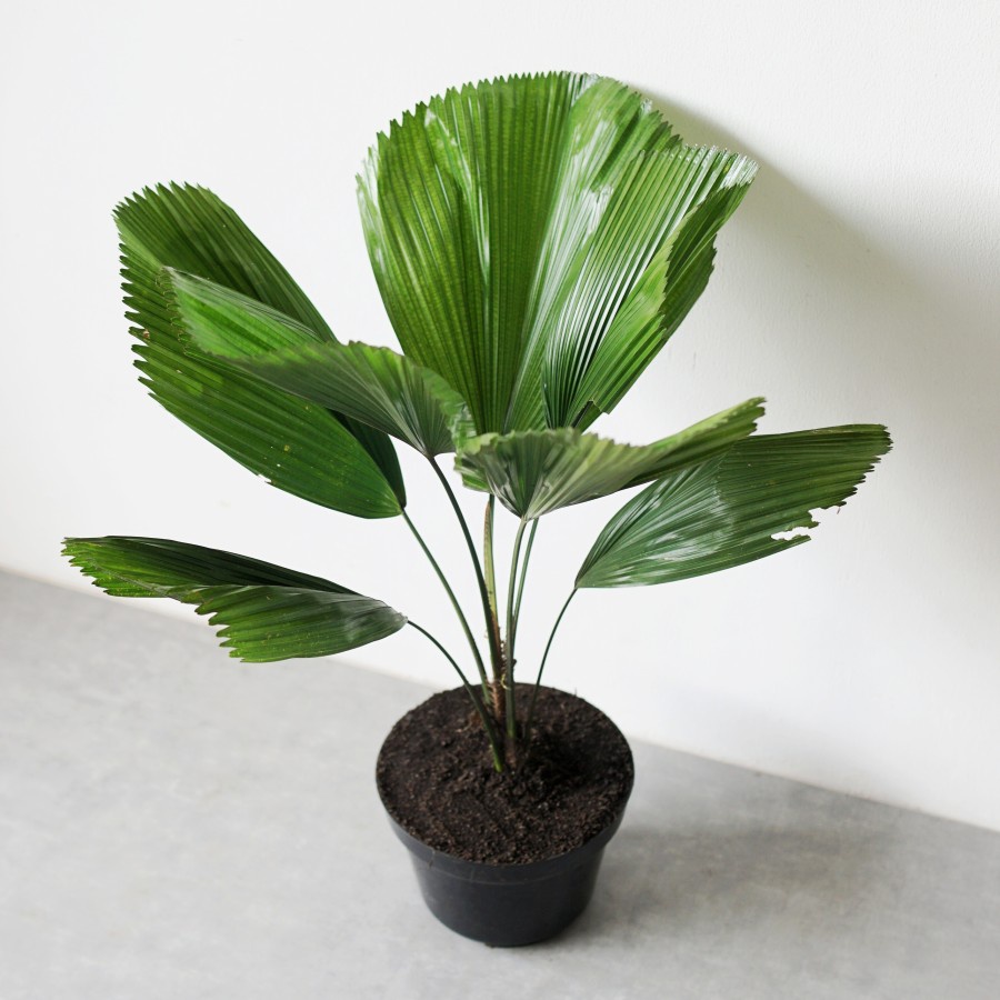 Jual PALM KOL | Tanaman Hias / Tanaman Indoor | Shopee Indonesia