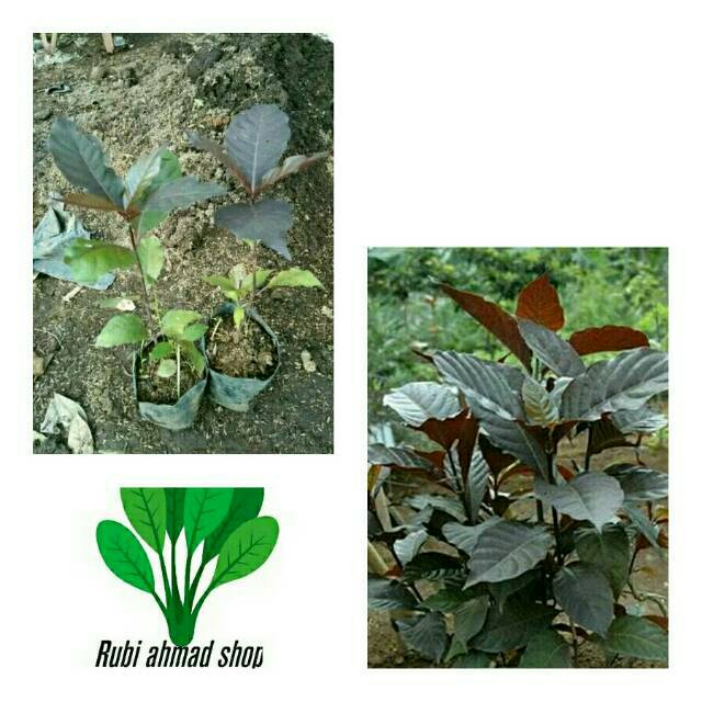 Jual Daun handeuleum-bibit pohon daun handeuleum-tanaman daun ...