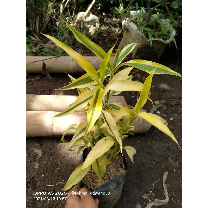Jual tanaman hias bambu sri rejeki/bambu hoki kuning | Shopee Indonesia