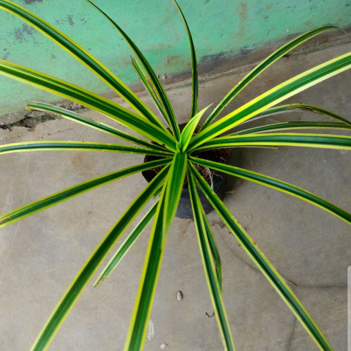 Jual Tanaman Pandan Kuning Berduri Halus | Shopee Indonesia