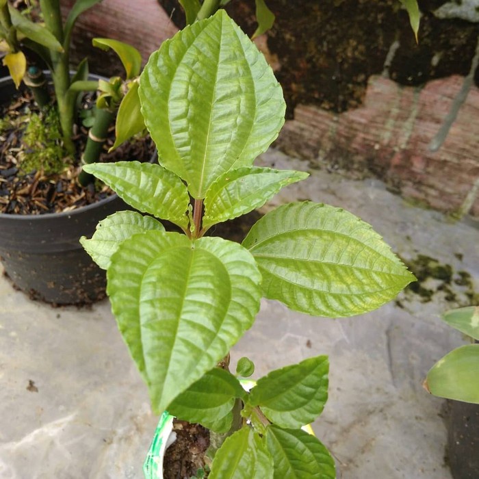 Jual beli 2 gratis 1 bibit tanaman pohpohan / tanaman daun pohpohan ...