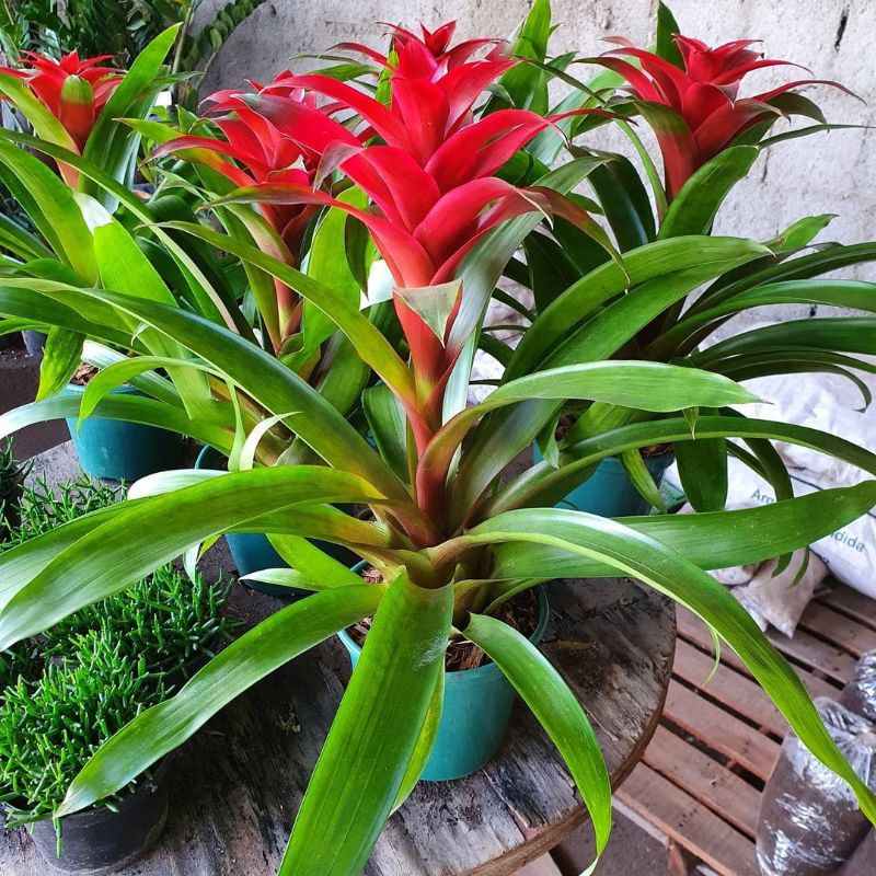 Jual Tanaman Hias Bunga Bromelia Guzmania | Shopee Indonesia