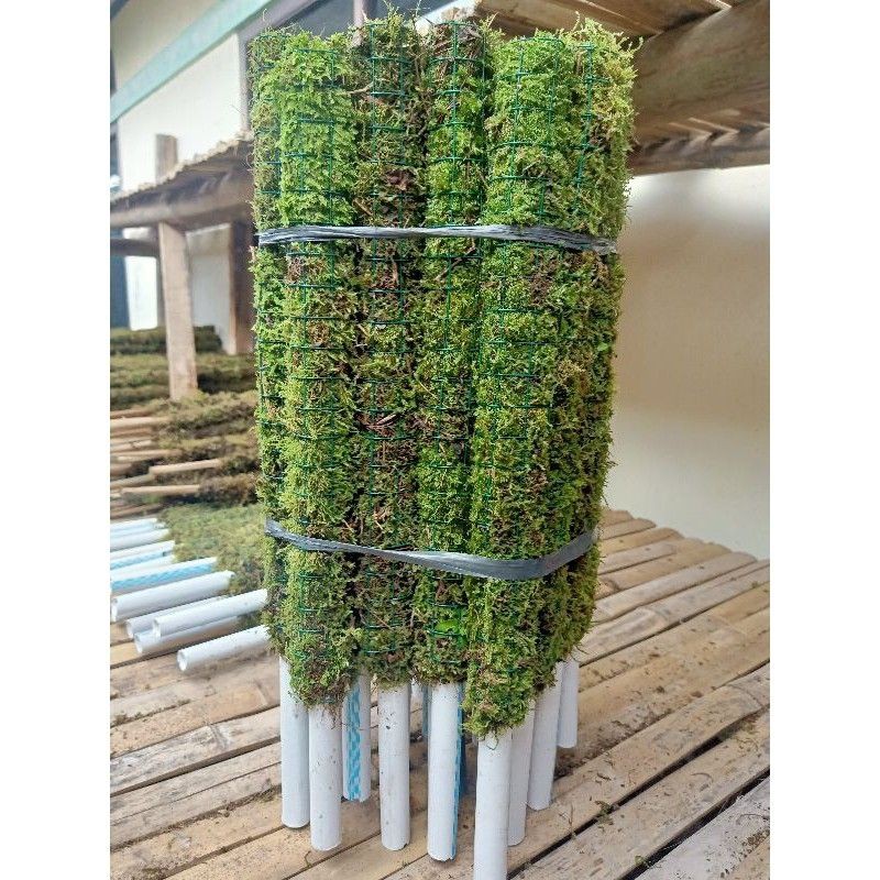 Jual Turus lumut hidup penyangga tanaman rambat - Pipa 40cm | Shopee ...