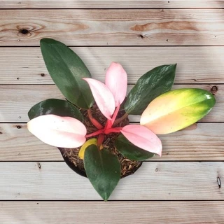 Jual philo pink Harga Terbaik & Termurah Mei 2024 | Shopee Indonesia