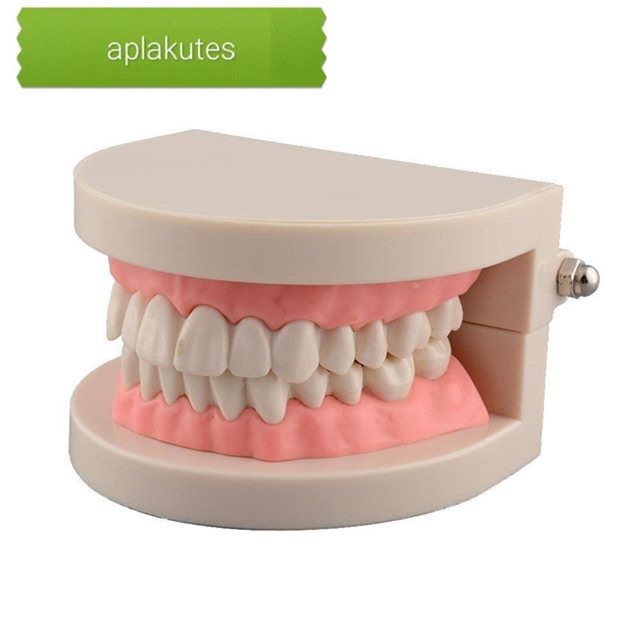 Jual Peraga Gigi Model Gigi Gigi Mainan Gigi Palsu - READY STOCK ...