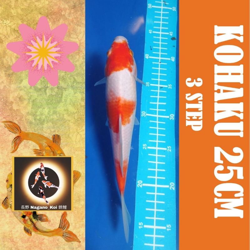 Jual Kohaku 3 step 25cm | Shopee Indonesia
