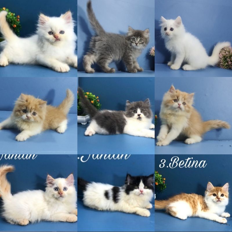 Jual kucing kitten ras persia anggora ragdoll himalaya bulu kapas ...