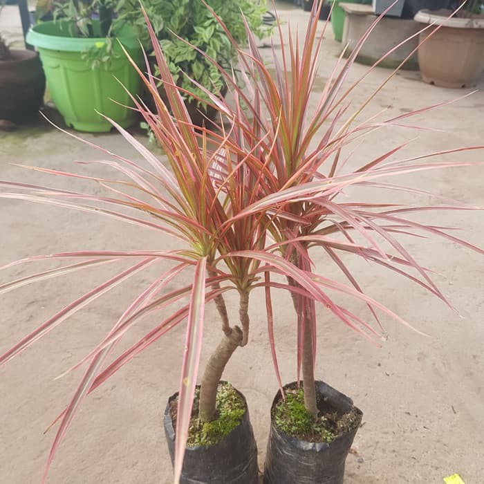 Jual Tanaman Tree colors / Tanaman Dracaena Marginata Tricolor Murah ...