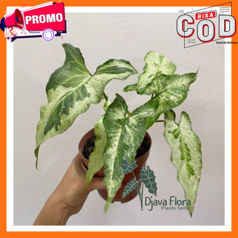 Jual Tanaman Hias Syngonium Magic Marble Three Kings / Syngonium Three ...