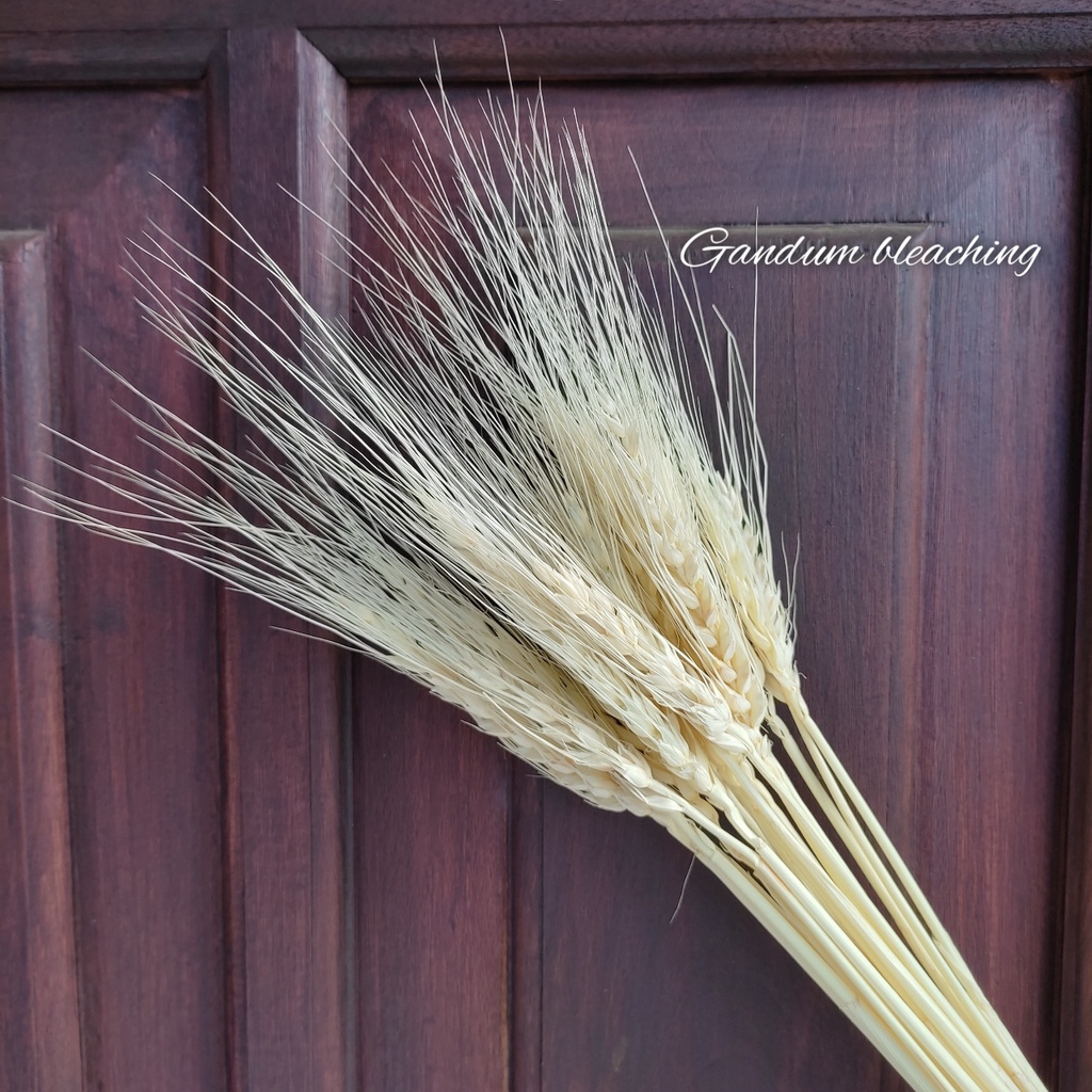 Jual 10 TANGKAI BUNGGA GANDUM KERING BLEACHING/WARNA PUTIH | Shopee ...