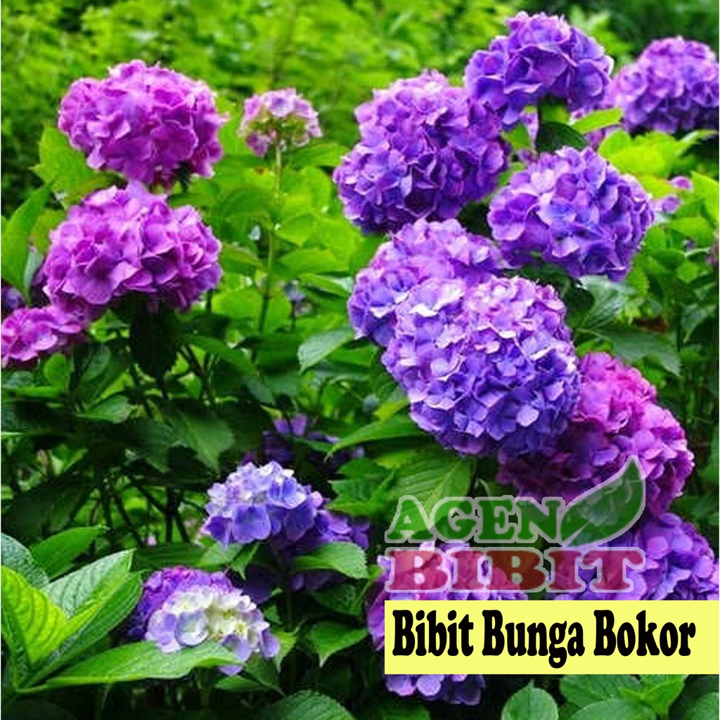 Jual Tanaman Hias Bunga Bokor - Pohon Kembang Taman Hortensia ...