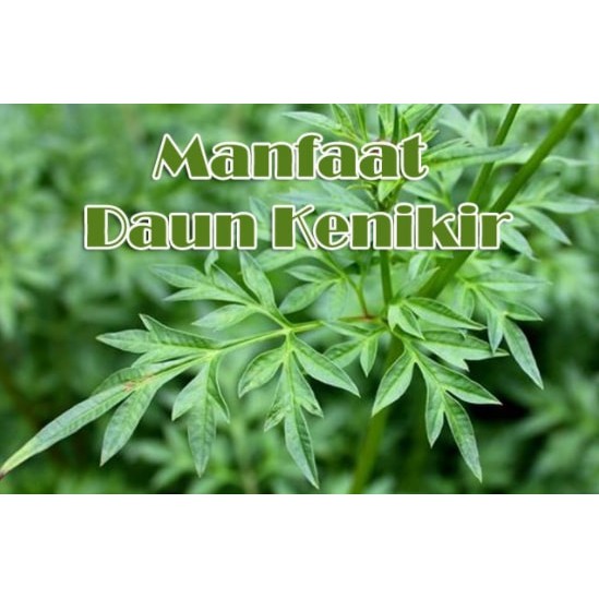 Jual Pohon Kenikir | Shopee Indonesia