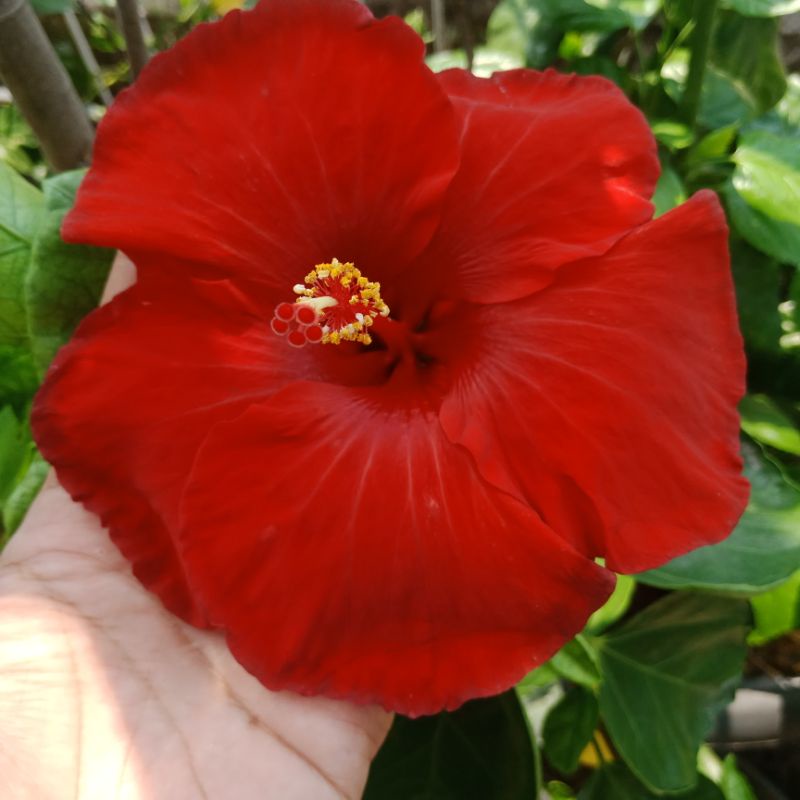Jual bibit bunga hibiscus kembang sepatu bangkok import warna merah ...