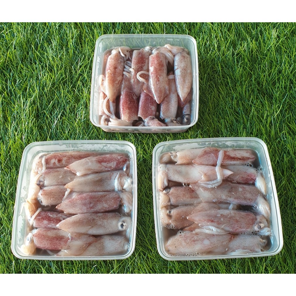 Jual Cumi Laut Segar Fresh 1/2Kg Export Quality | Shopee Indonesia