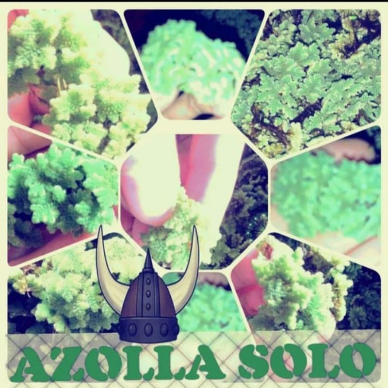 Jual AZOLLA 1KG bibit azola microphylla | Shopee Indonesia