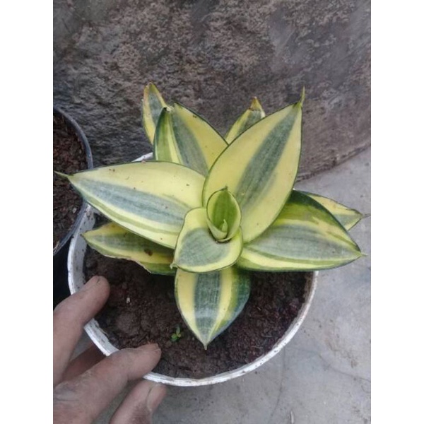 Jual Sansivera Golden Hani (sanseviera trivasciata) | Shopee Indonesia