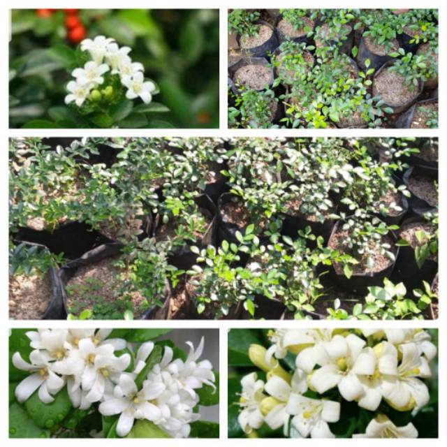 Jual Bibit tanaman kemuning hibrida kemuning mini berbunga harum ...