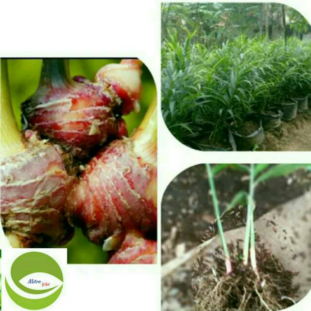 Jual Bibit Tanaman Jahe Merah/Zingiber Officinale Var Rubrum Rhizoma ...