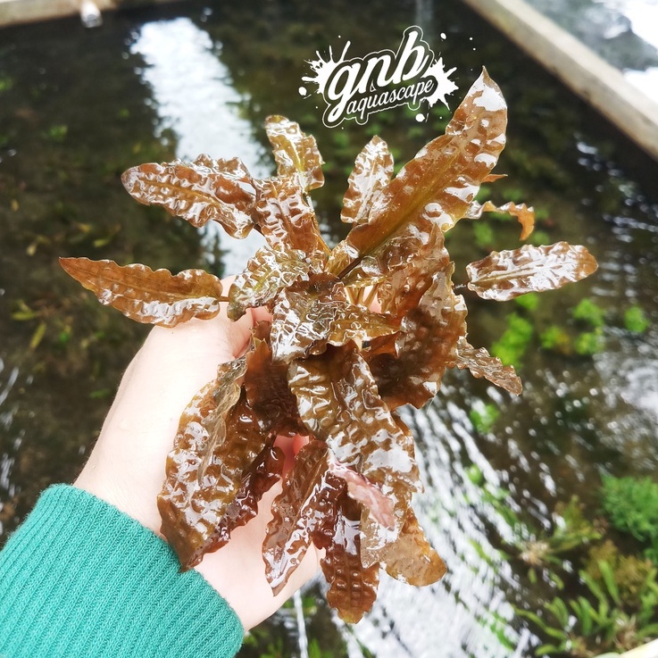 Jual CRYPTOCORYNE FLORIDA SUNSET TANAMAN AQUASCAPE MEDIA WABIKUSA ...