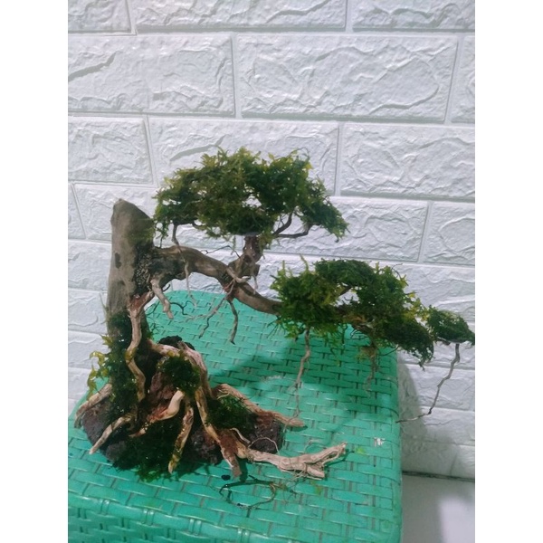 Jual Pohon Bonsai Aquascape Shopee Indonesia