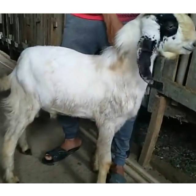 Jual Kambing Qurban -+33-38kg | Shopee Indonesia