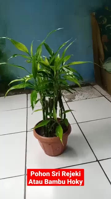 Jual Bambu Hoki Sudah Berakar Dan Rimbun Siap Ditanam Di Air Serta ...
