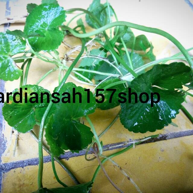 Jual Daun pegagan/daun antanan segar organik 1000gram (Obat herbal ...