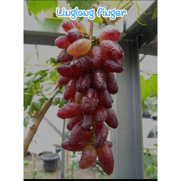 Jual Entres anggur import Linglong finger / Ilaria / taldun / bogema ...