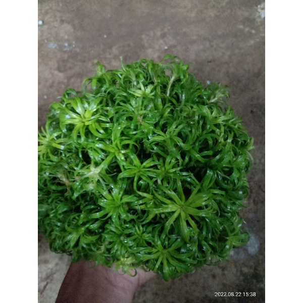 Jual Tonina syngonanthus sp belem tanaman aquascape | Shopee Indonesia