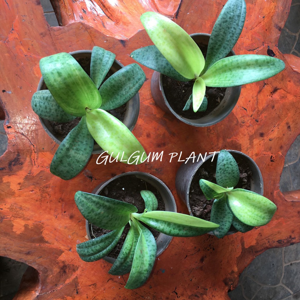 Jual BUNGA LIDAH KATAK/ TANAMAN LIDAH KATAK | Shopee Indonesia