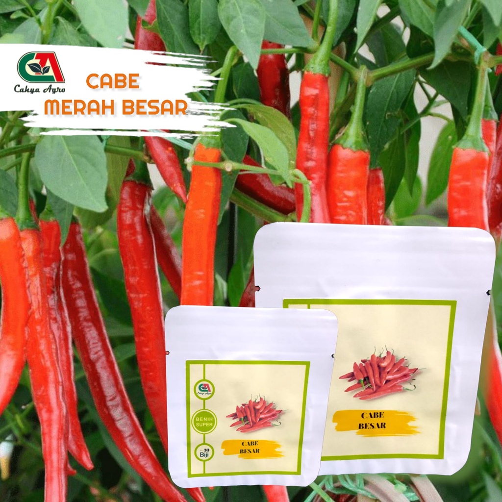 Jual 30 Benih Cabai Merah Besar Cabe Merah F1 Landung | Shopee Indonesia