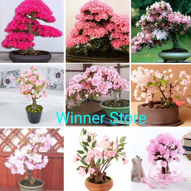 Jual Bibit Benih Bunga Bungur Mix (50 Butir) | Shopee Indonesia