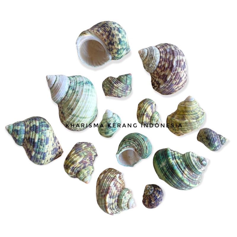 Jual TURBO SPARVERIUS SHELL 1KG THE CORDED TURBAN SHELL KERANG TURBO ...