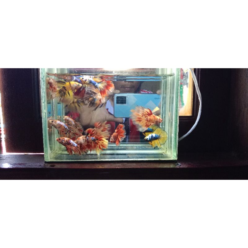 Jual halfmon_nemo/koi/redkoi/yelowkoi | Shopee Indonesia