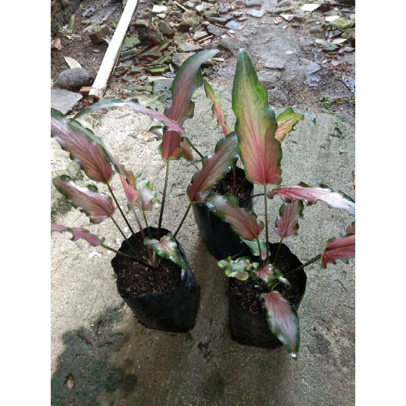 Jual Keris Lidah api | Shopee Indonesia