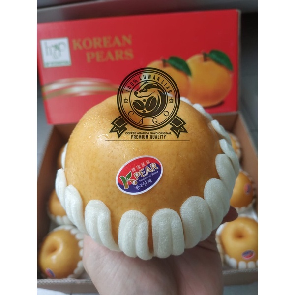 Jual Buah Pear Pir Singo Korea 1 Dus (5 KG) Fresh Import | Shopee Indonesia
