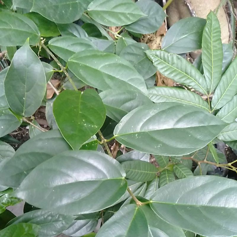 Jual Daun Cincau hijau tebal petik segar | Shopee Indonesia