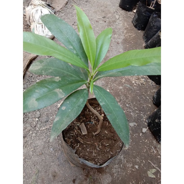 Jual tanaman lempeni | Shopee Indonesia