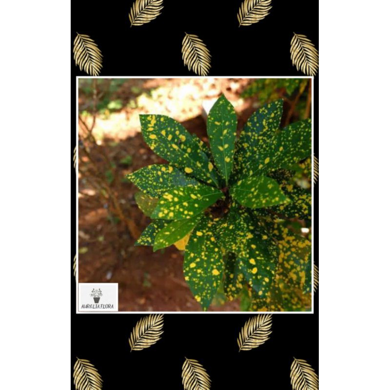 Jual Tanaman Hias Puring Bintik Kuning#Puring Kuning Hijau (Cutting ...